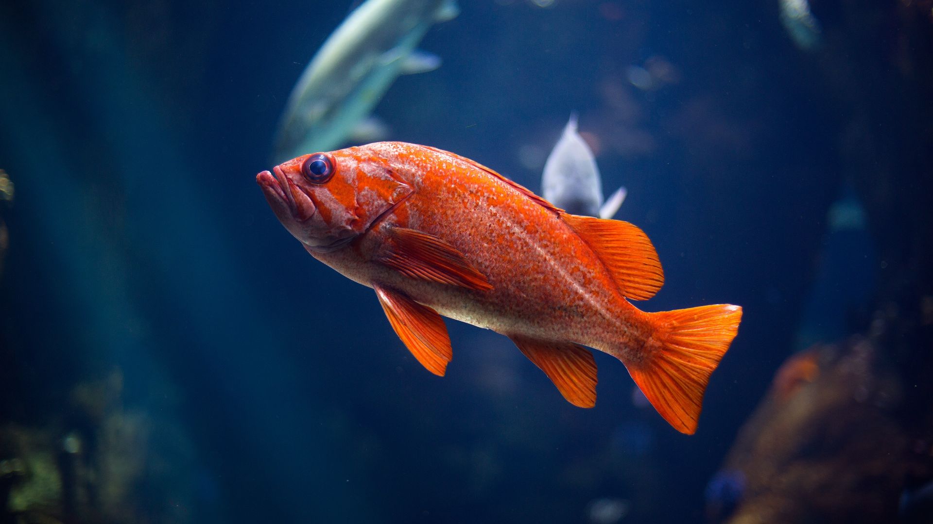 ALL ABOUT FISH - Collection of Ichthyology Resources