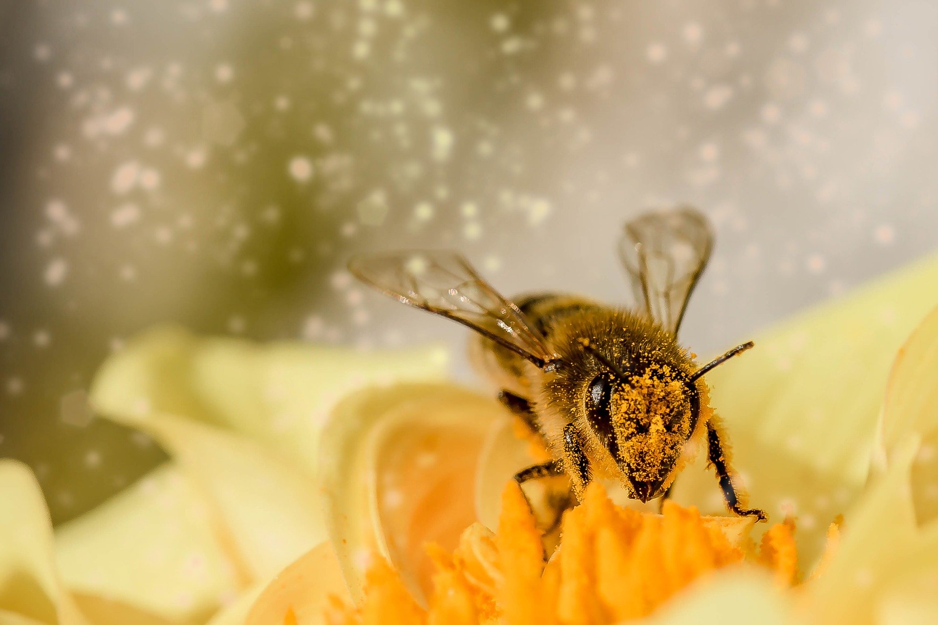 ALL ABOUT BEES - Collection of Melittology Resources