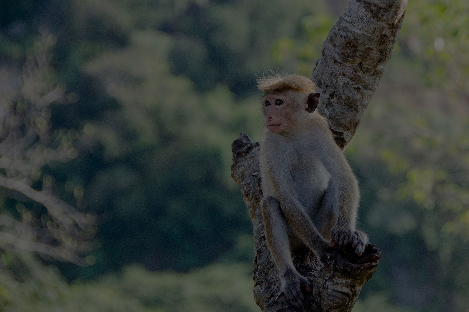 ALL ABOUT PRIMATES - Collection of Primatology Resources