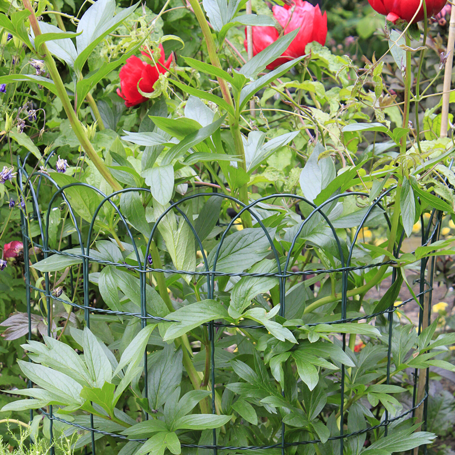 25cm X 10m Hoop Top Garden Border Fence | Wire Fence | Wire Fence