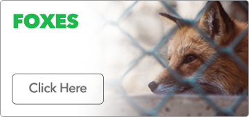 Wire Mesh, Netting Rolls & Fences | Wire Fence