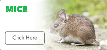 Wire Mesh, Netting Rolls & Fences | Wire Fence