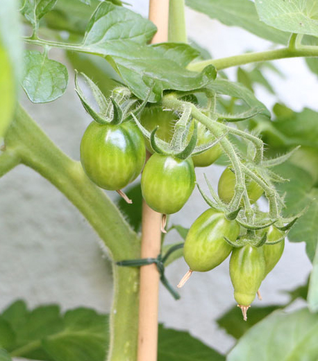 How to Make Tomato Cages with Chicken Wire | Wire Fence