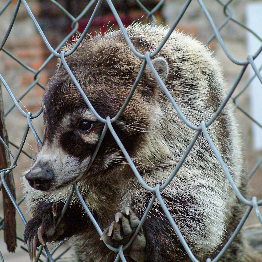 Badger Fence (100% Badger Proof Fencing) | Wire Fence