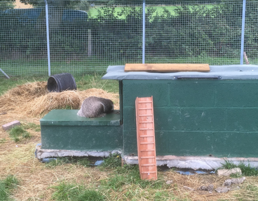 Animal Fencing & Pet Mesh Fences (QUICK DELIVERY) | Wire Fence