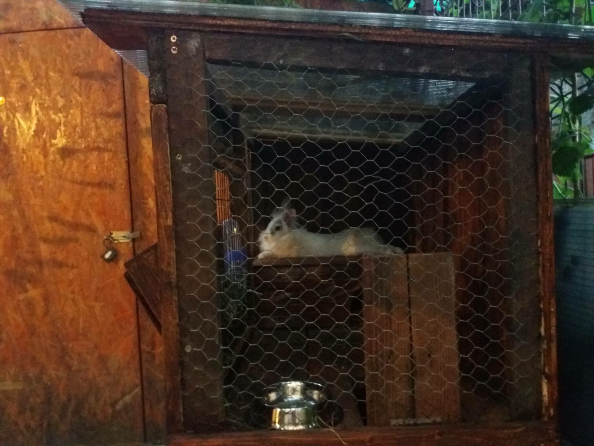 Rabbit Fence & Netting (QUICK DELIVERY) | Wire Fence