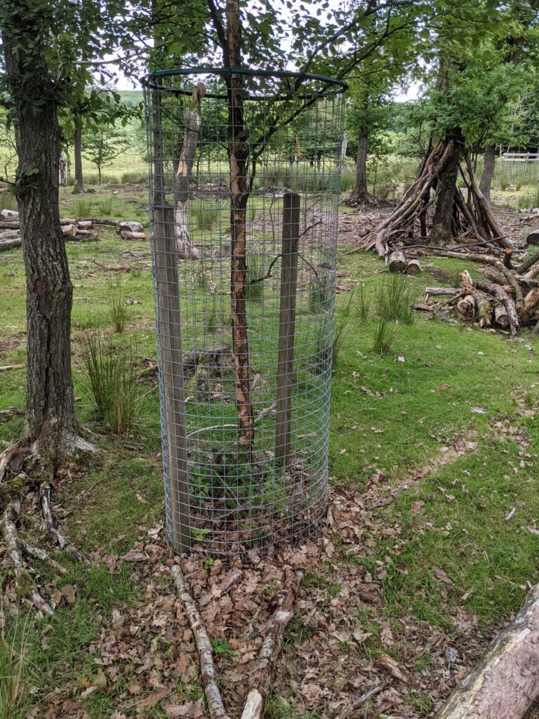 Metal Tree Guards Archives | Wire Fence