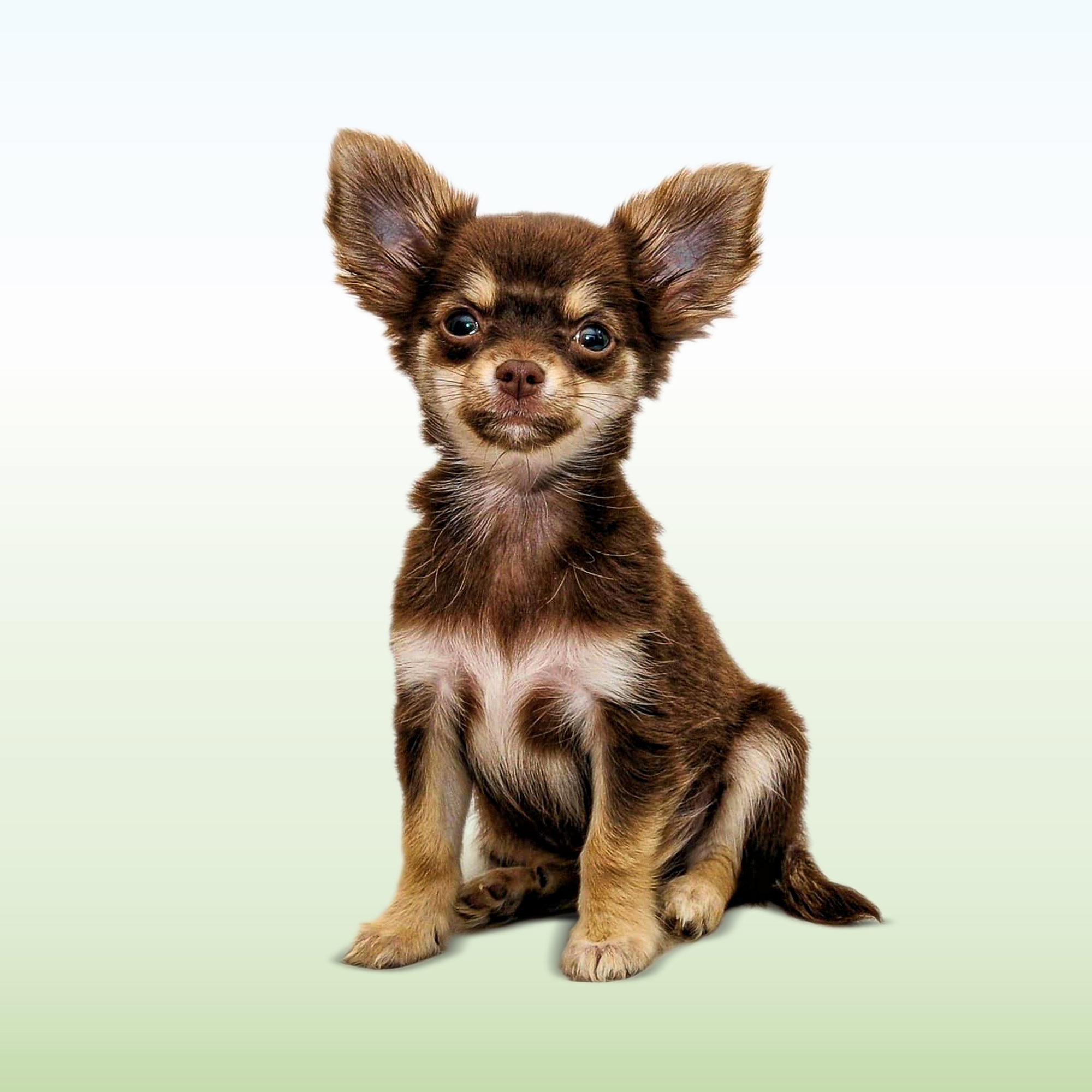 Dog Fence Panels (QUICK DELIVERY) | Wire Fence