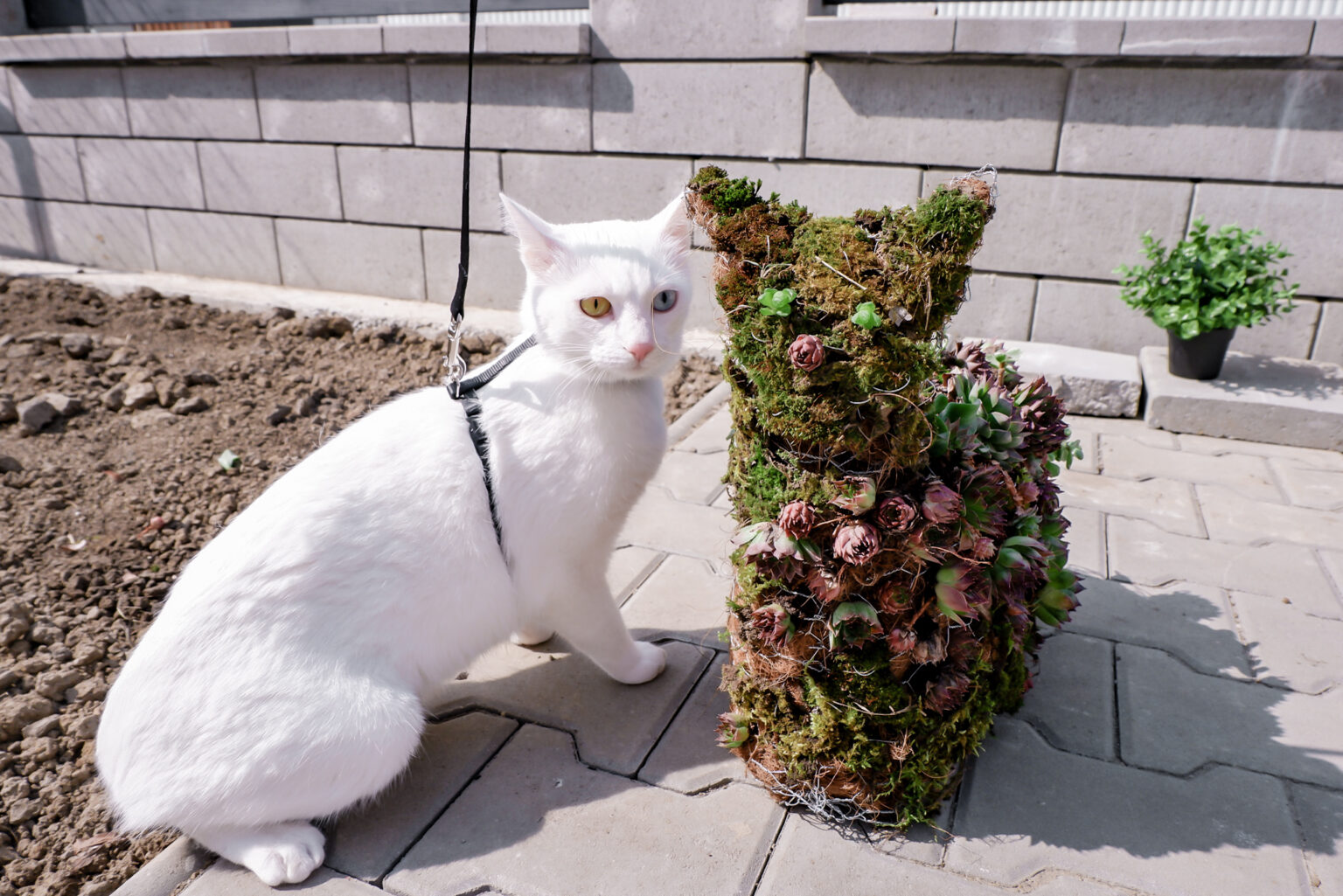 How to Make Topiary Frames with Chicken Wire (Easy Guide) | Wire Fence