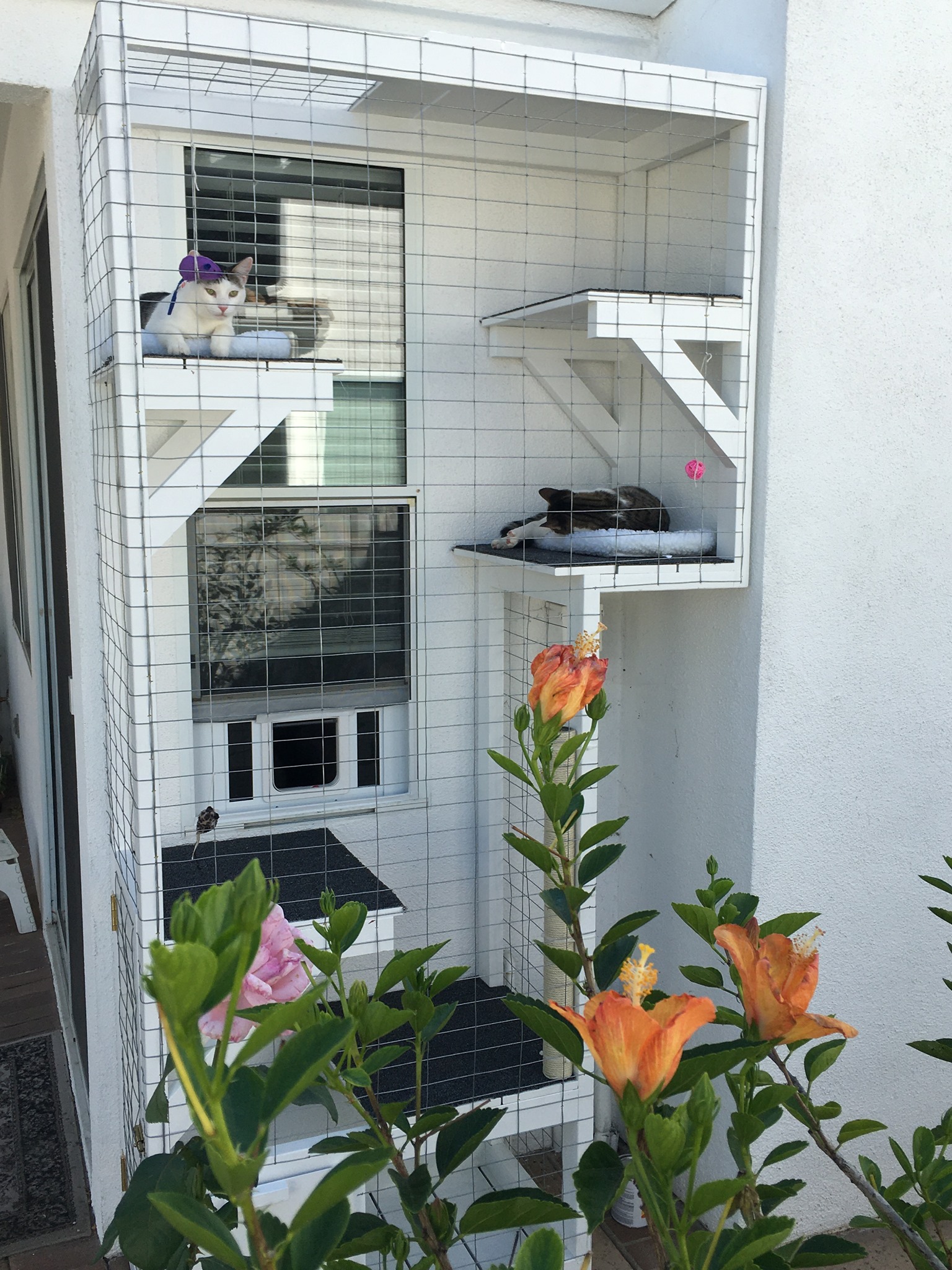 Catio Ideas: 50+ AMAZING CATIO IMAGES | Wire Fence