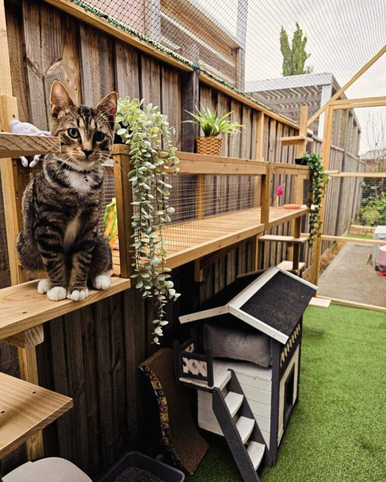 Catio Ideas: 50+ AMAZING CATIO IMAGES | Wire Fence