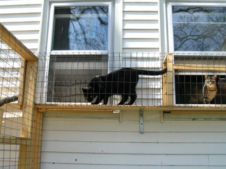Catio Ideas: 50+ AMAZING CATIO IMAGES | Wire Fence