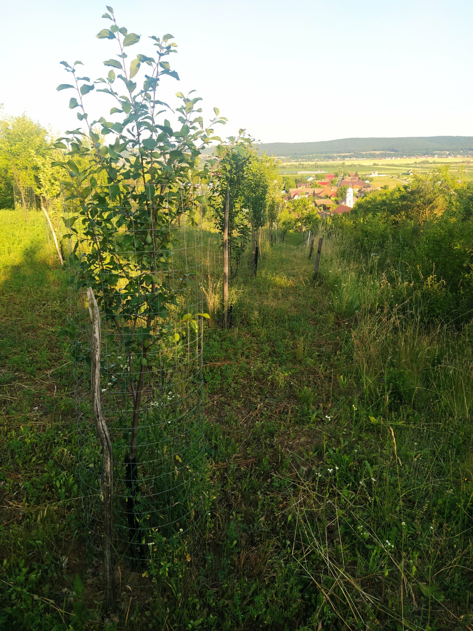 Tree Protectors & Guards UK (NEXT DAY DELIVERY) | Wire Fence