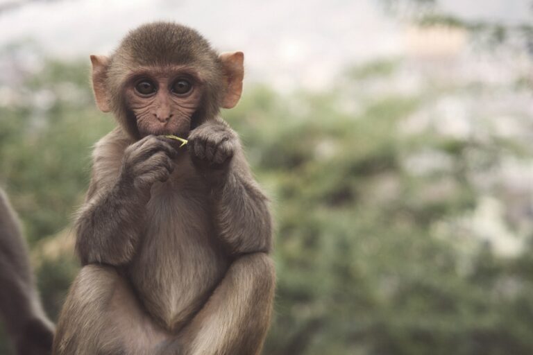 Monkey Day - Facts, Statistics, and Expert Insights | Wire Fence