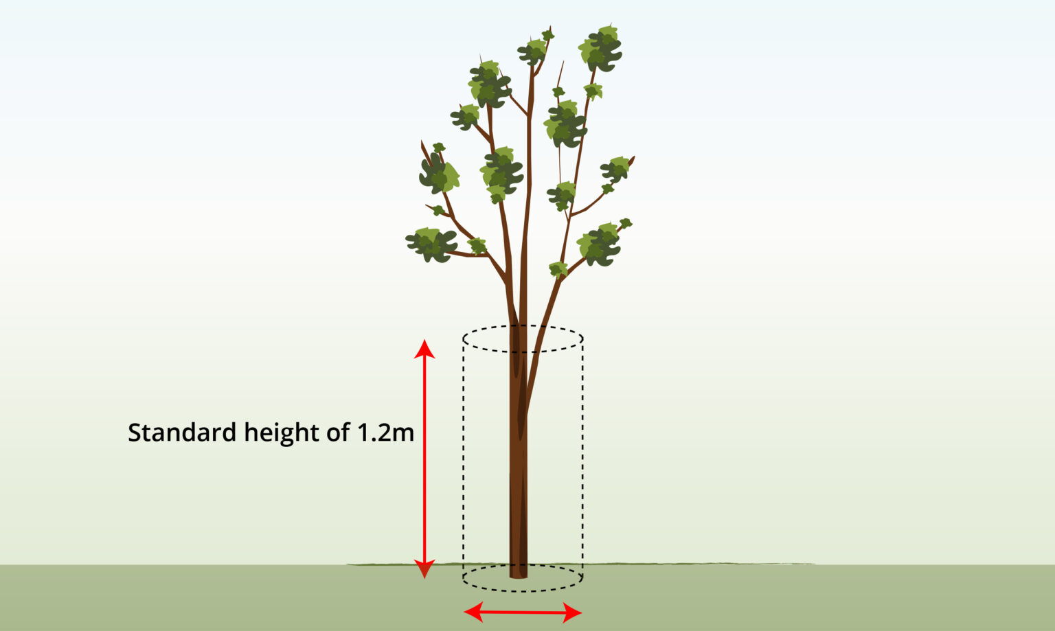 Metal Tree Guard Suppliers (NEXT DAY DELIVERY) | Wire Fence