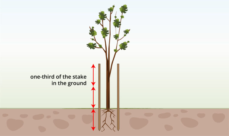 Metal Tree Guard Suppliers (NEXT DAY DELIVERY) | Wire Fence