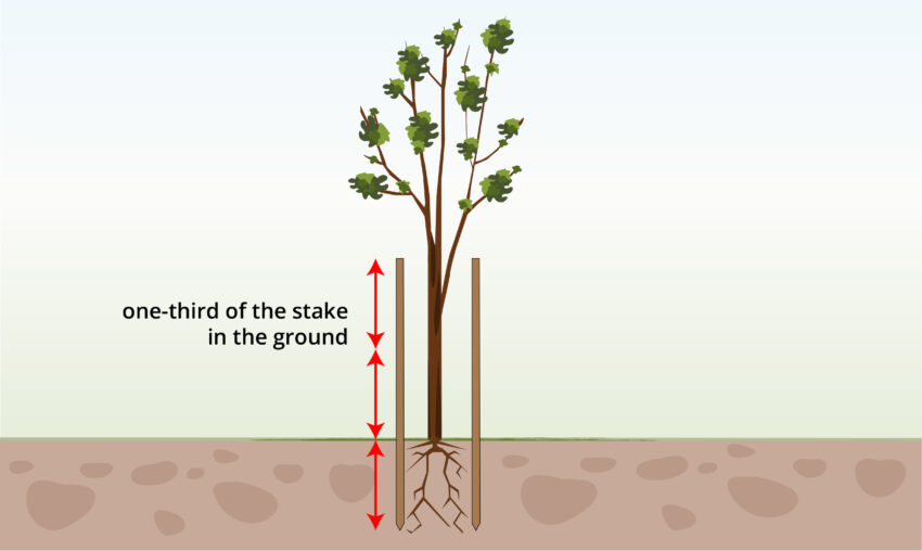 Metal Tree Guard Suppliers (NEXT DAY DELIVERY) | Wire Fence