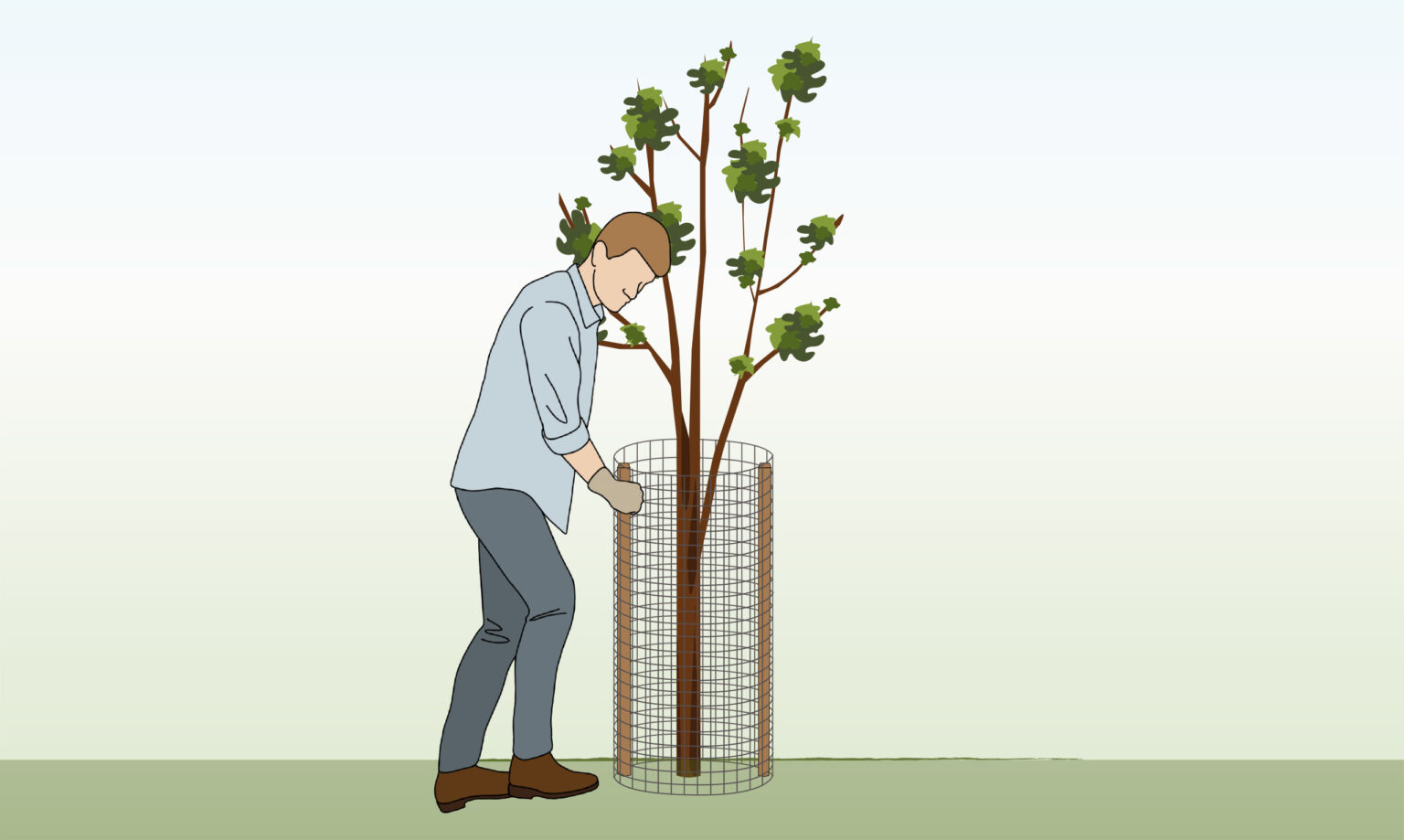 Metal Tree Guard Suppliers (NEXT DAY DELIVERY) | Wire Fence