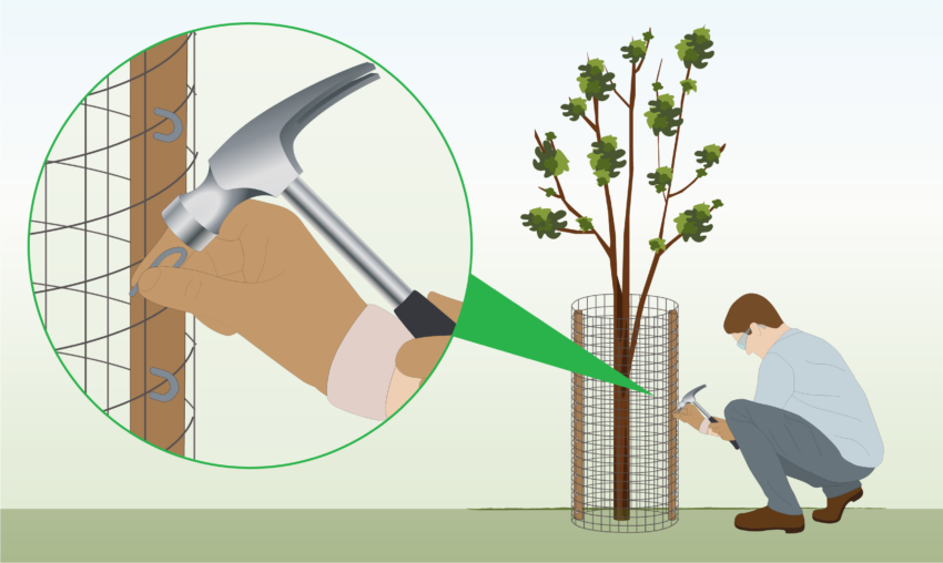 Metal Tree Guard Suppliers (NEXT DAY DELIVERY) | Wire Fence