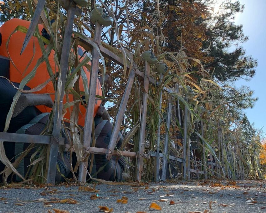 50+ Halloween Fence Ideas (WITH IMAGES) | Wire Fence