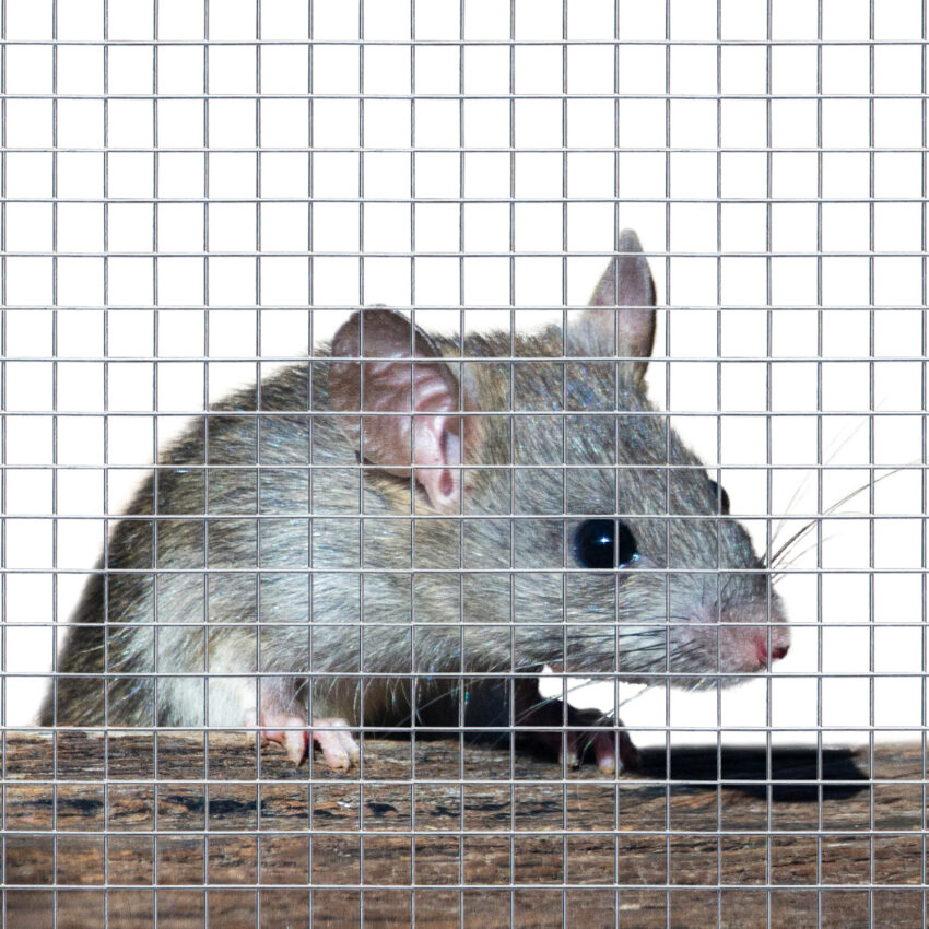 Animal Fencing & Pet Mesh Fences (QUICK DELIVERY) | Wire Fence