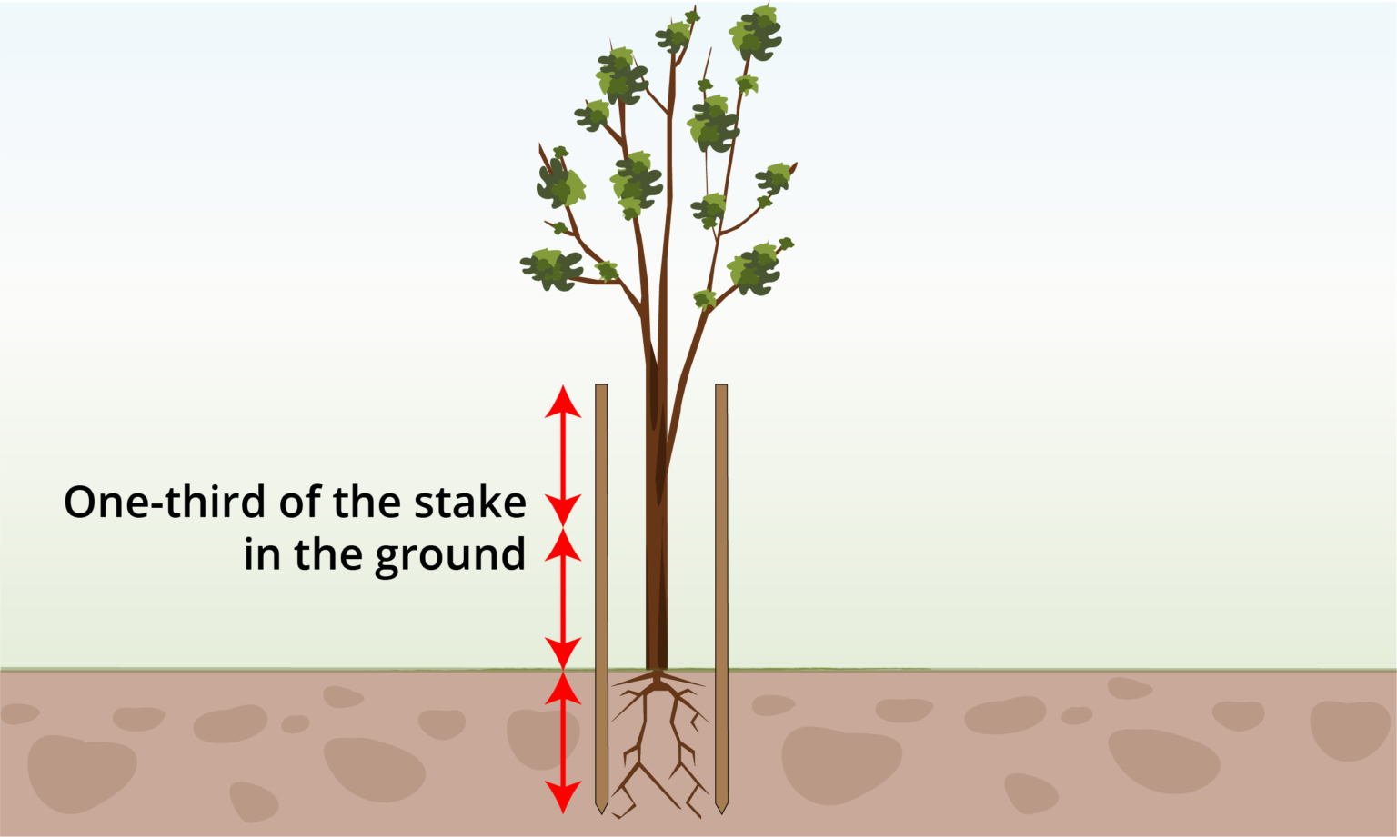 Metal Tree Guard Suppliers (NEXT DAY DELIVERY) | Wire Fence