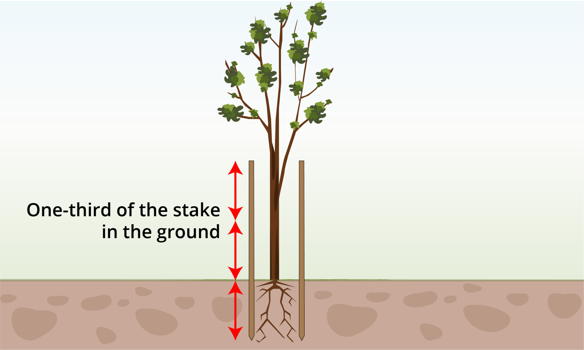 Metal Tree Guard Suppliers (NEXT DAY DELIVERY) | Wire Fence